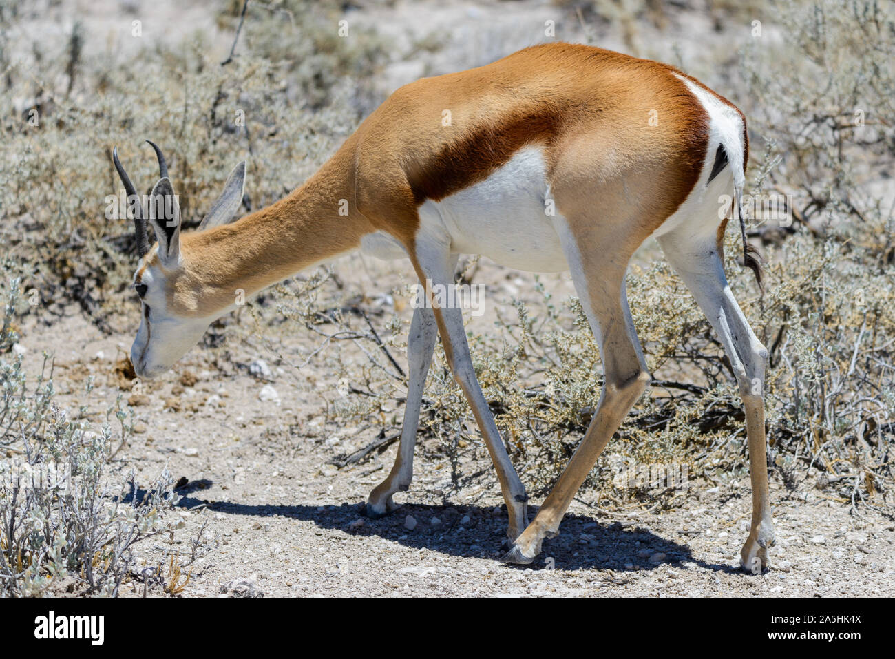 Wild springbok antelope portrait in the African savanna close up Stock ...