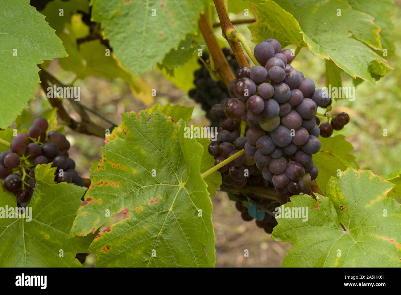 Grapes on vine Stock Photo - Alamy