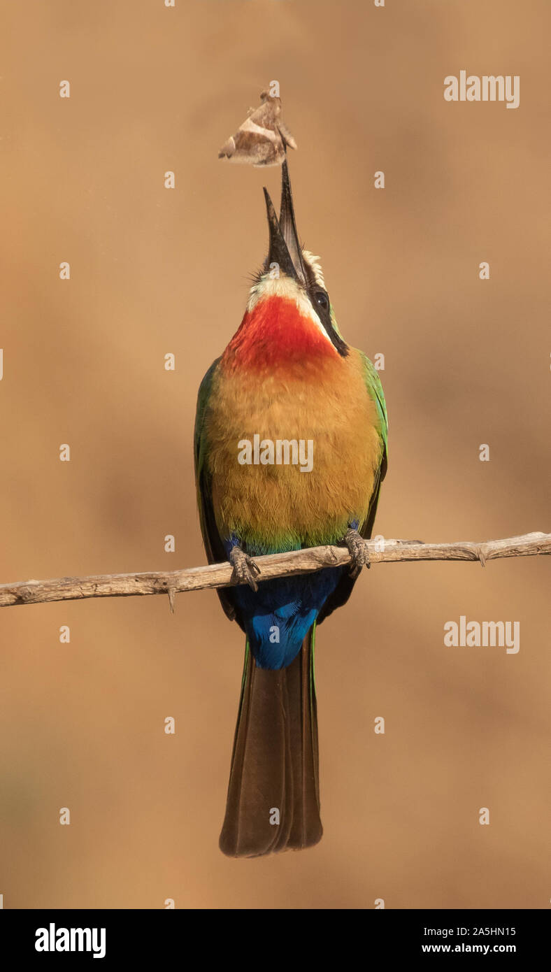 A white-fronted bee-eater throws its catch in the air for eating Stock ...