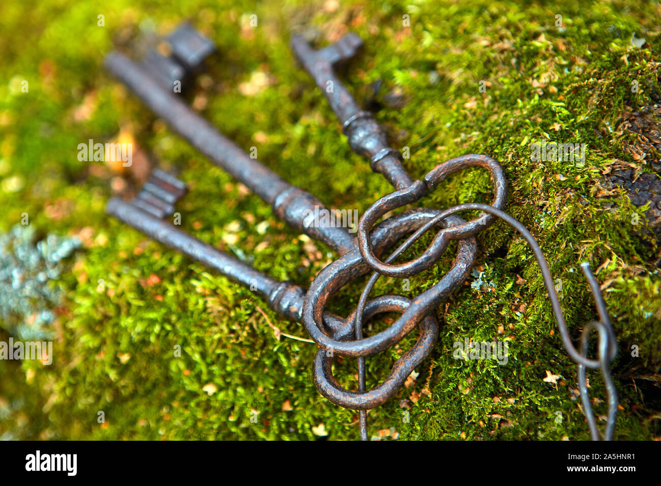 A bunch of old iron keys lying on The forest moss, close-up Stock Photo ...