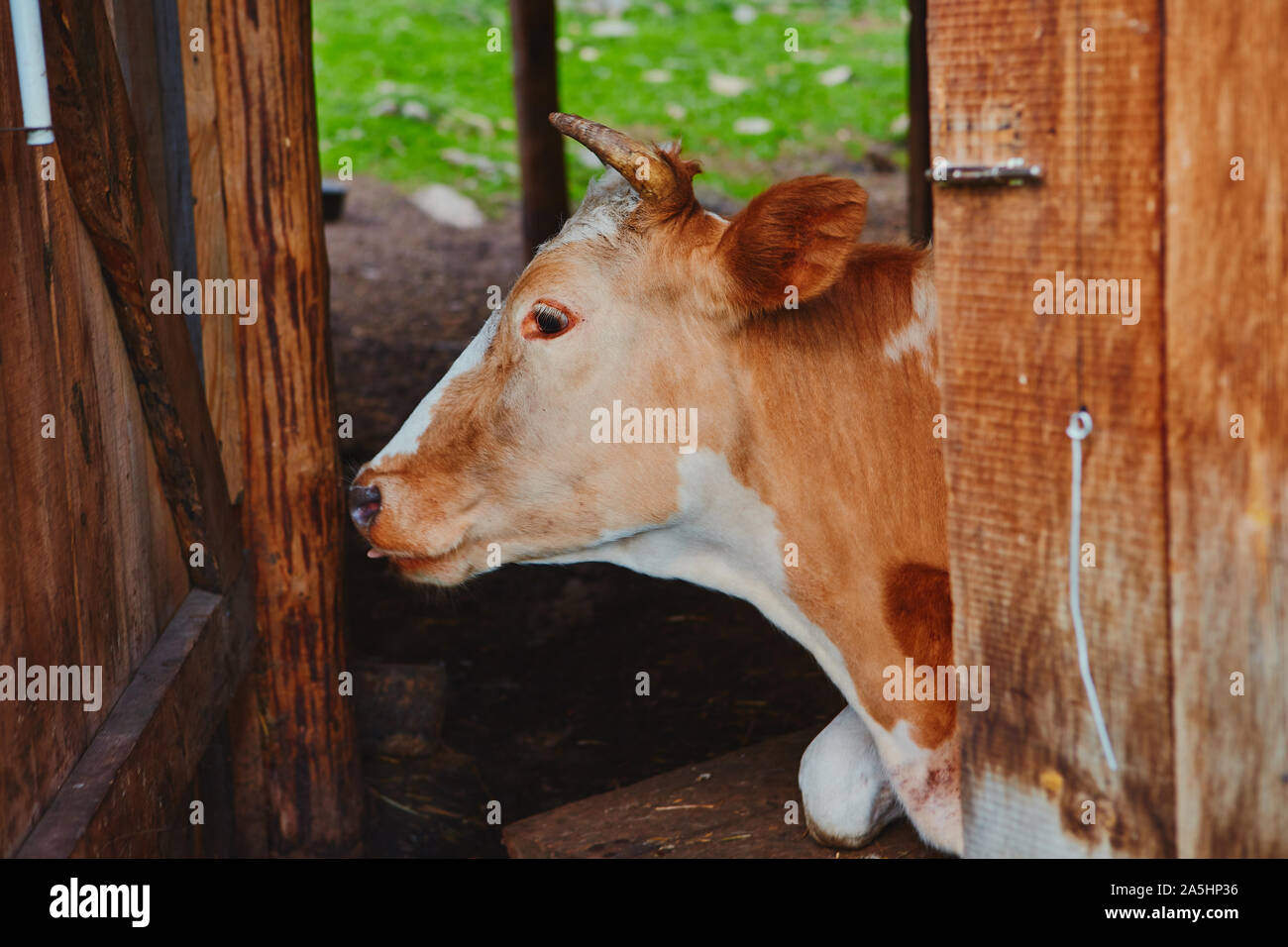 Portrait of a cow white-brown suit, lies in the barn of the village ...