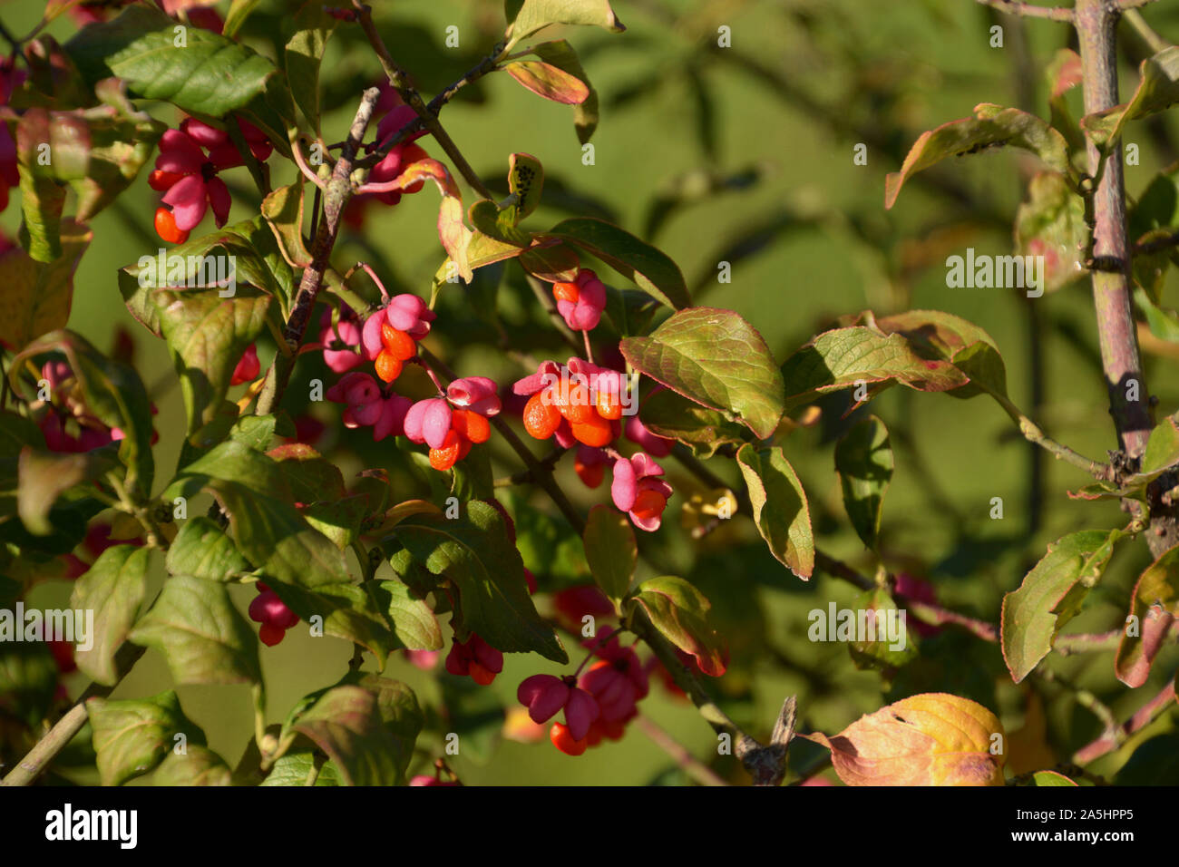 European spindle flower or euonymus europaeus close-up view in autumn ...