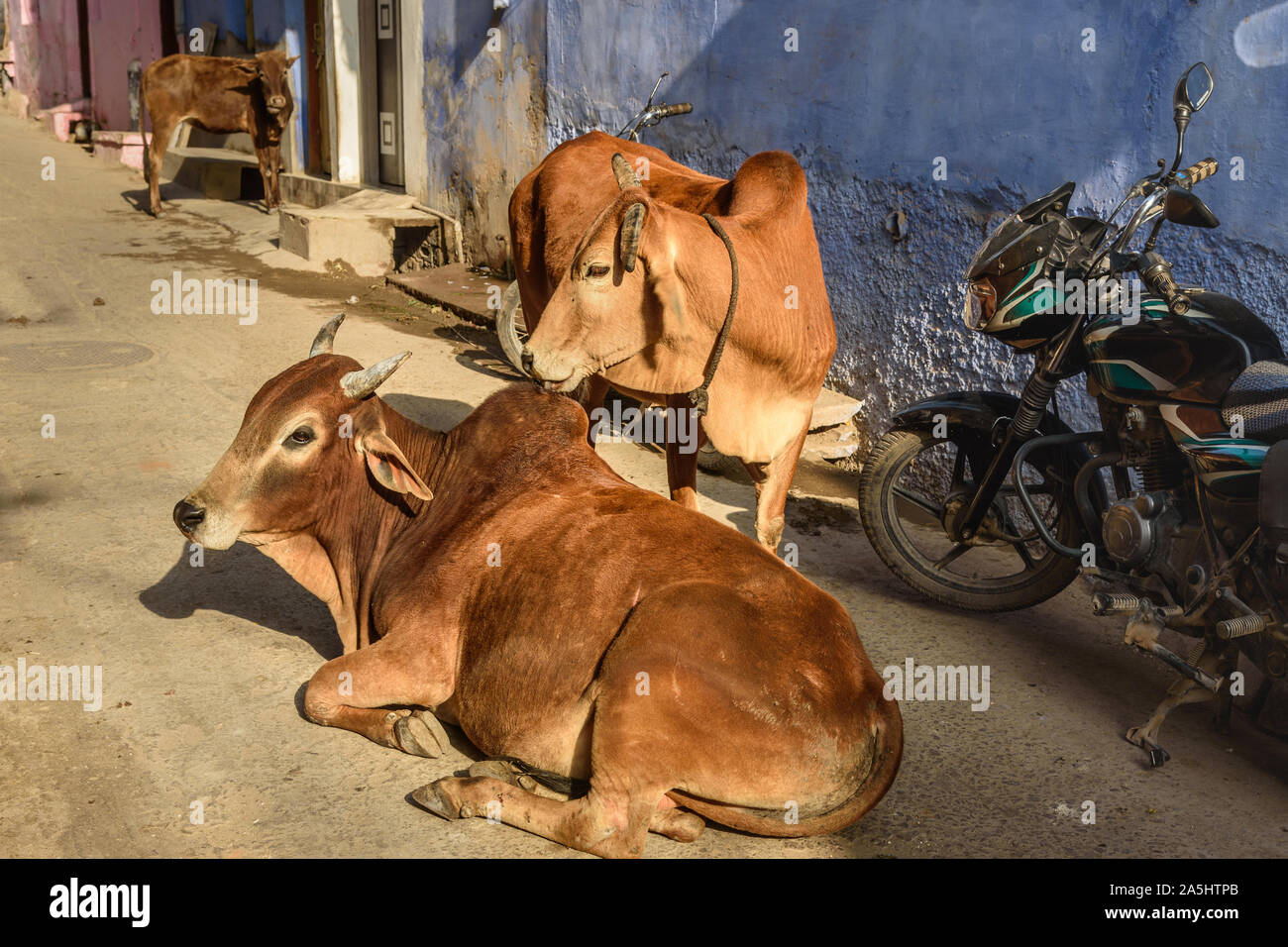Old house and cows hi-res stock photography and images - Alamy