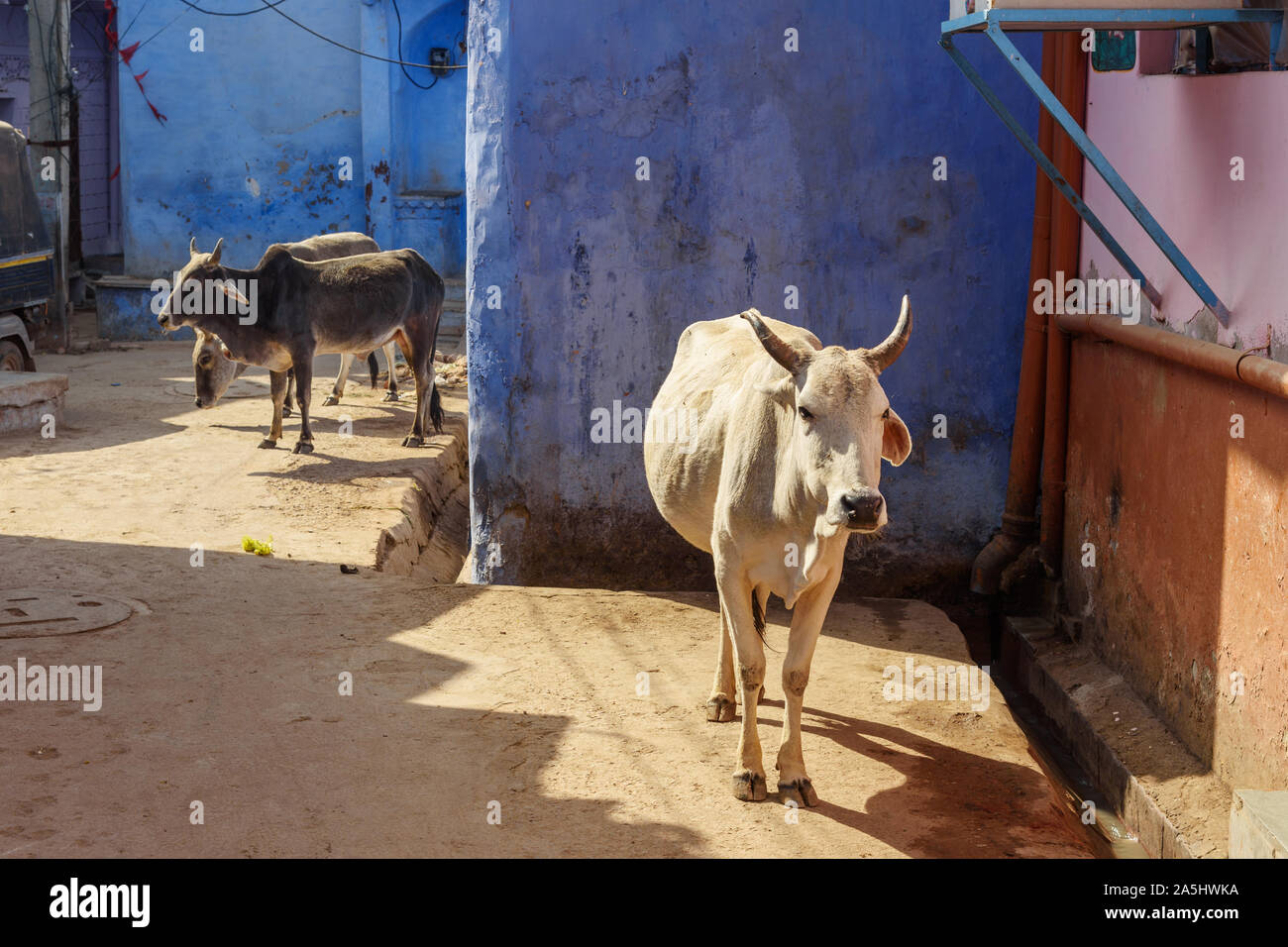 Old house and cows hi-res stock photography and images - Alamy