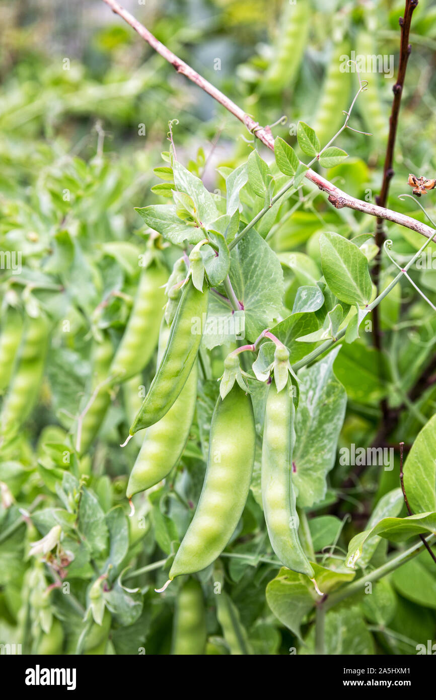 How to grow pea plant hi-res stock photography and images - Alamy