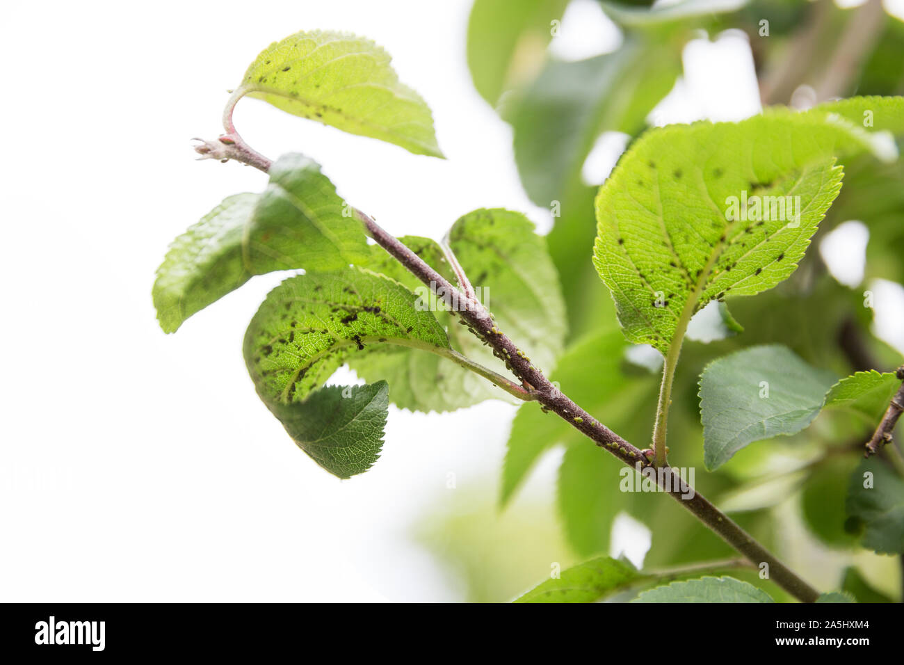 Apple tree pest hi-res stock photography and images - Alamy