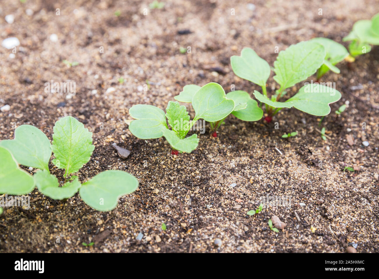 Radish seedling hi-res stock photography and images - Alamy