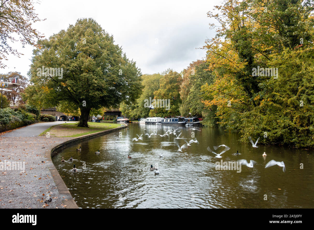 Birds come into land on The River Thames at Windsor, UK on a grey ...
