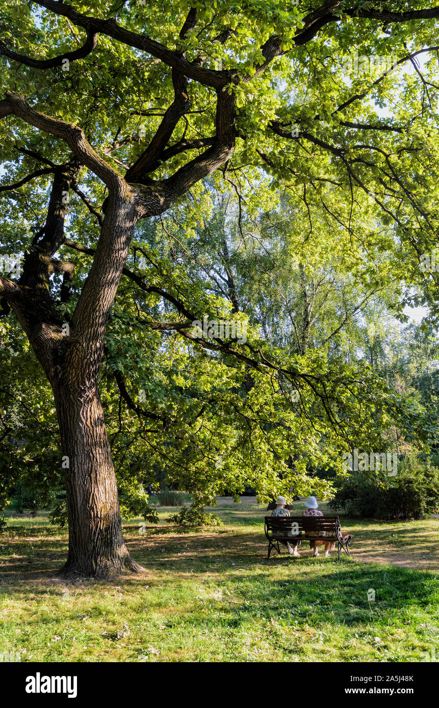 Back view of women sitting on a park bench in the green park under the ...