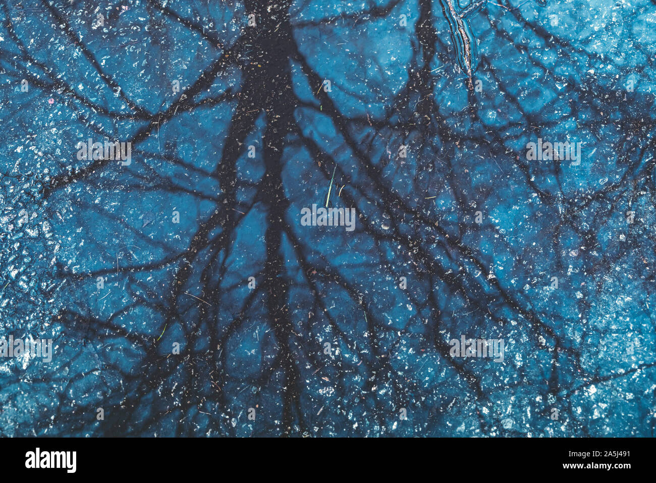 Reflection of a tree in a puddle for backgrounds Stock Photo - Alamy