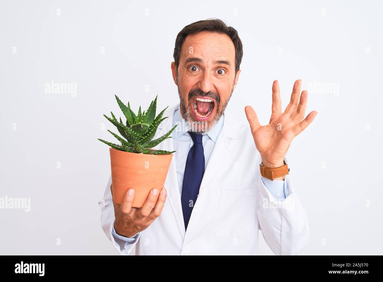 Middle age scientist man holding cactus plant pot standing over ...