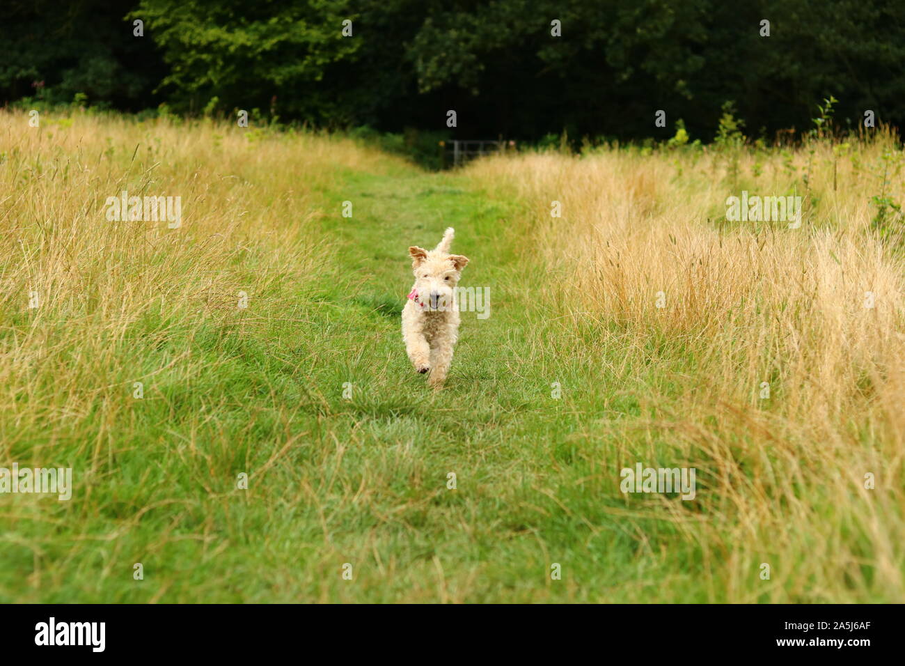 Brown dog running through grass hi-res stock photography and images - Alamy