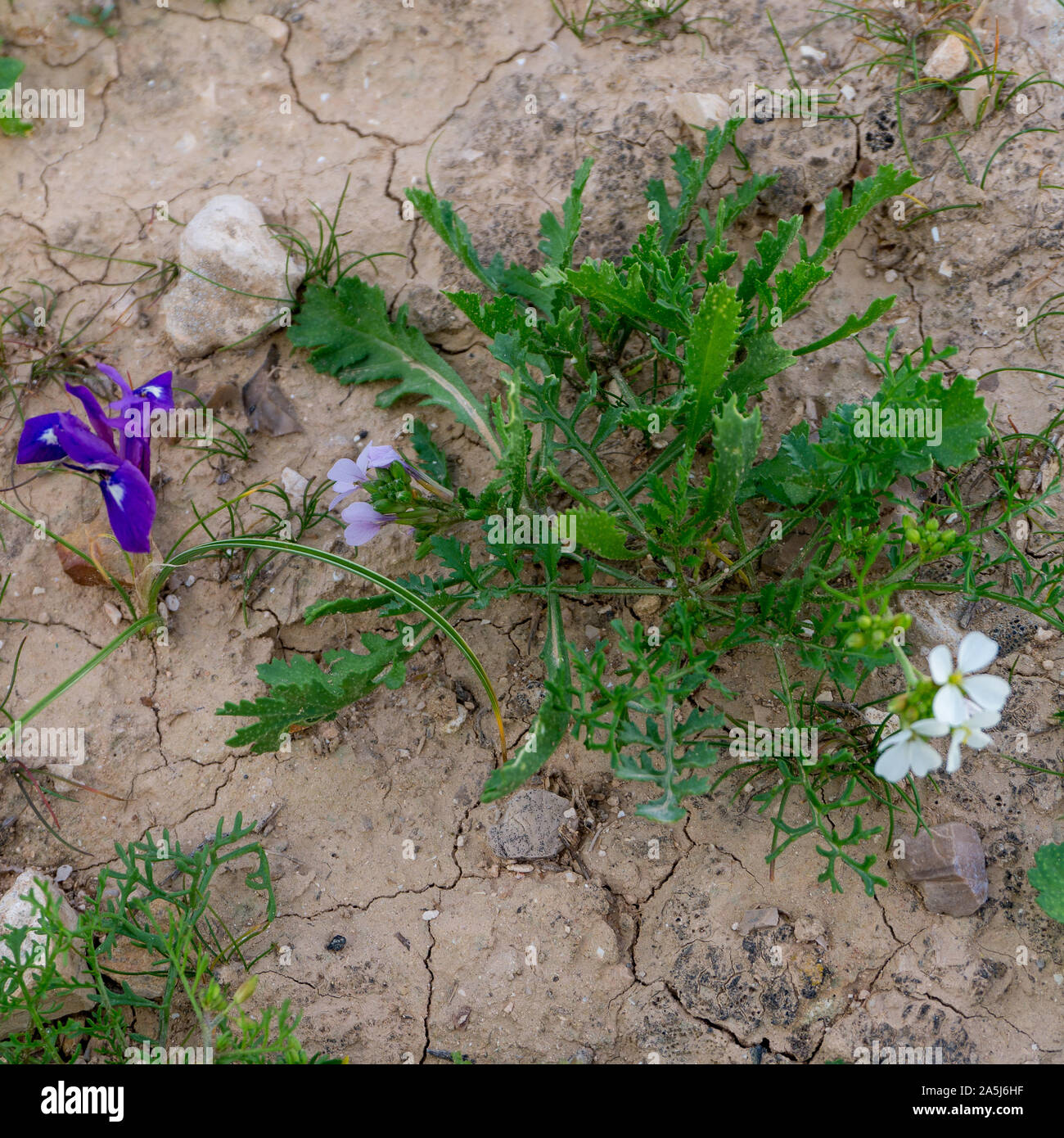 Judean desert flowers, israel hi-res stock photography and images - Alamy