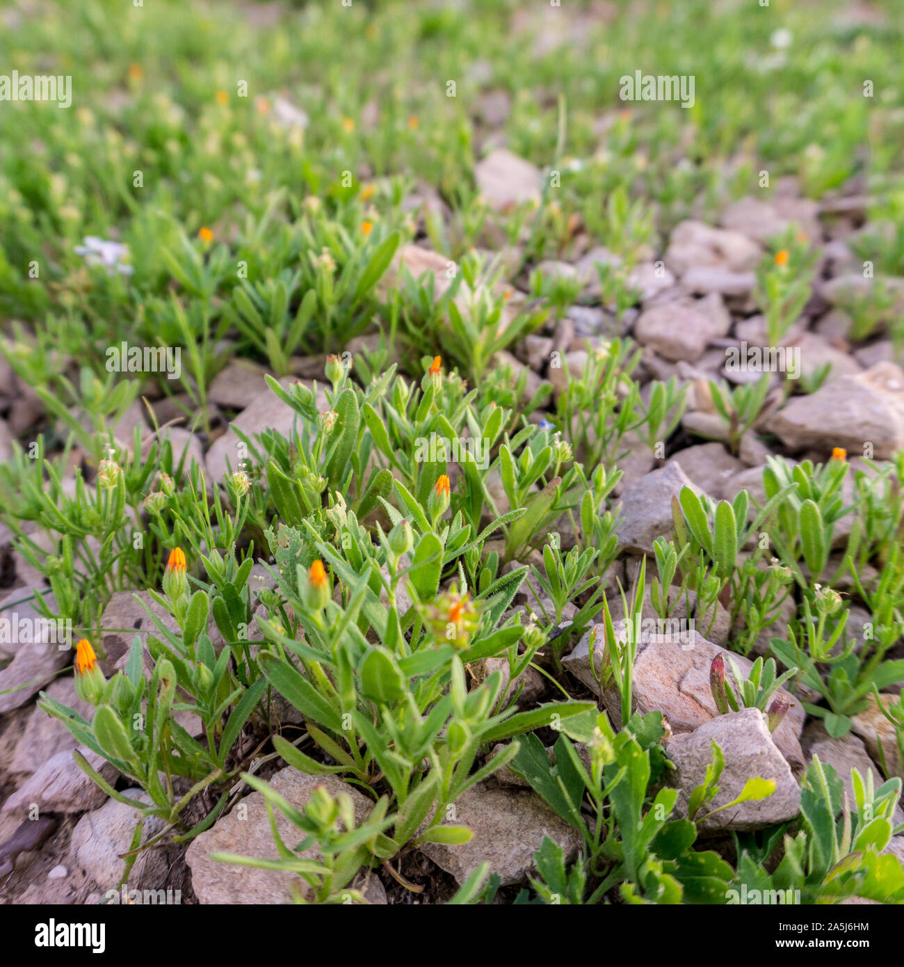 Judean desert flowers, israel hi-res stock photography and images - Alamy