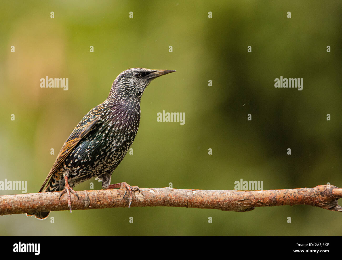 Starling, colourful in the sunlight, perching in a British Garden Stock ...