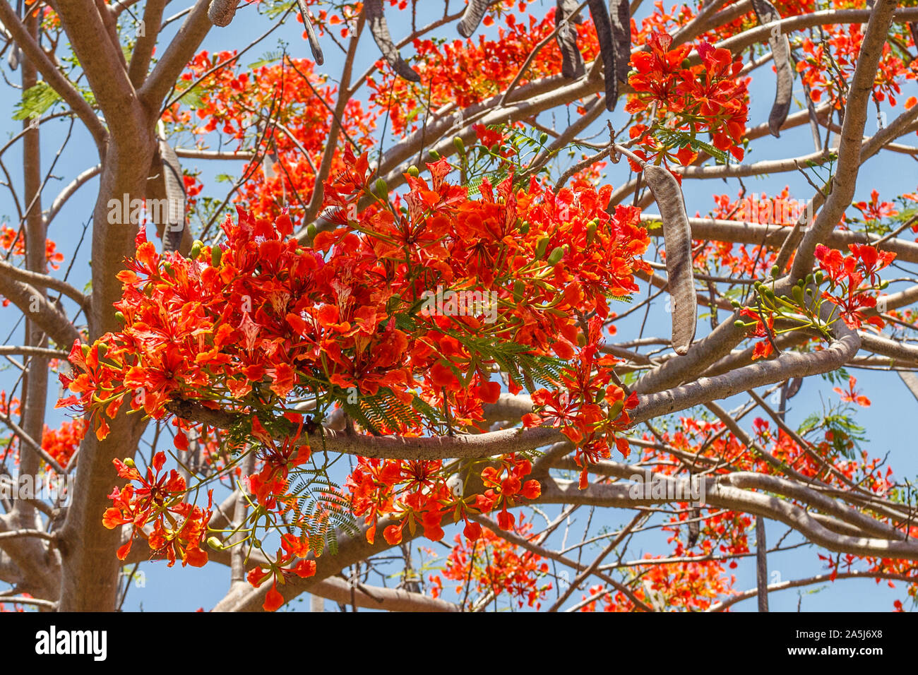 Blooming Flamboyant Tree or Delonix regia and its seed pods. Bali ...