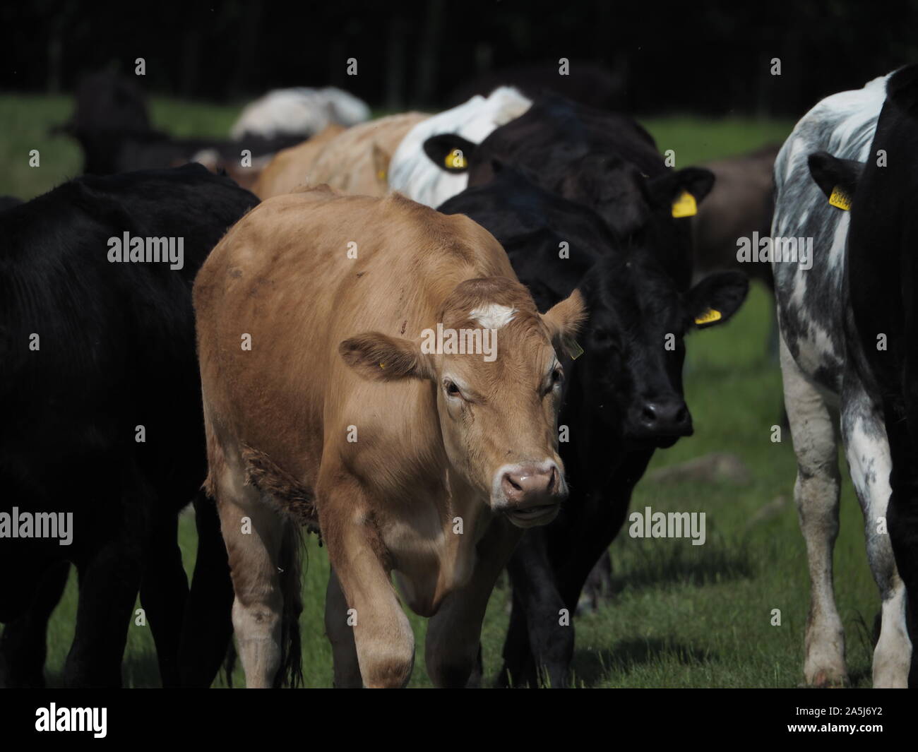 A herd of cows move through a field Stock Photo - Alamy
