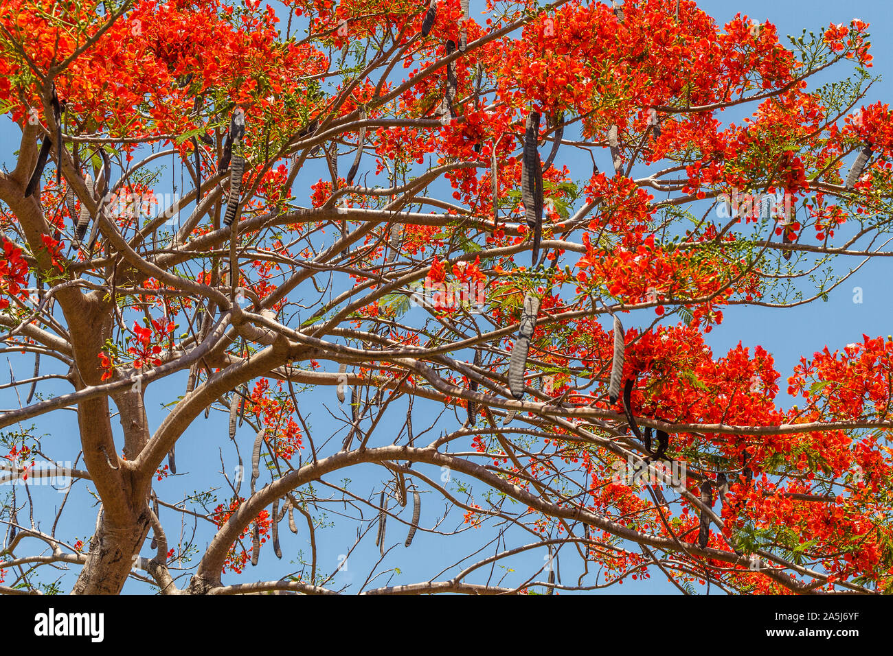 Blooming Flamboyant Tree or Delonix regia and its seed pods. Bali ...