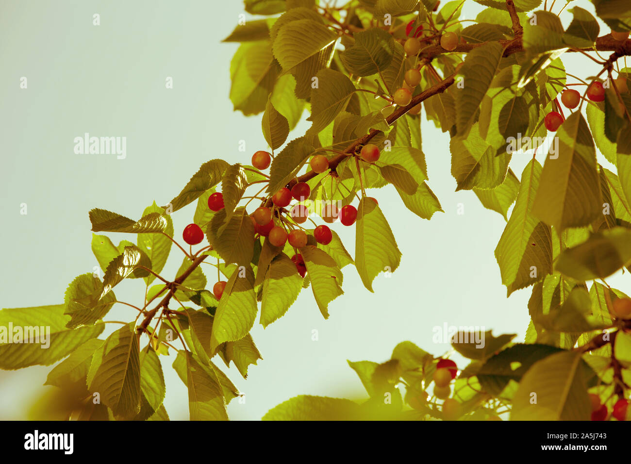 Early Summer Cherry Tree Stock Photo - Alamy