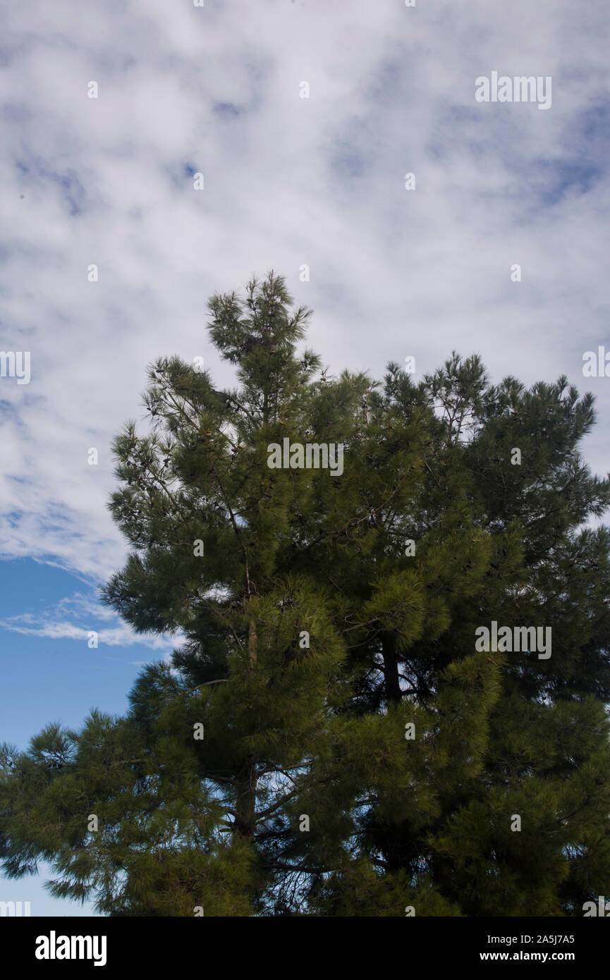 Cloudy sky and pinetree hi-res stock photography and images - Alamy