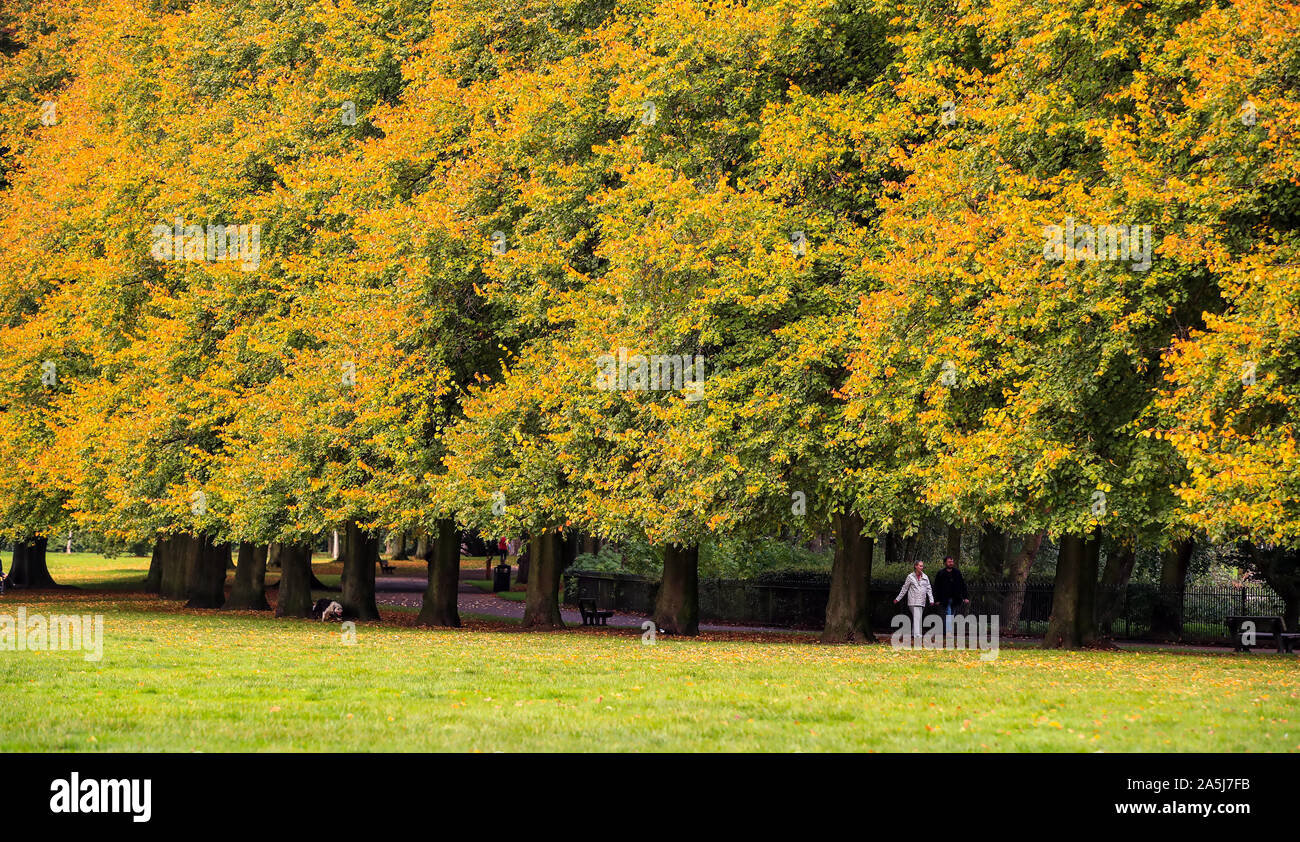 The leaves on the trees at Calderstones Park, Liverpool start to change ...
