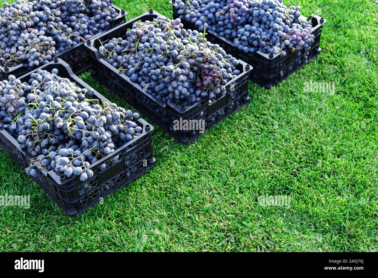 Pinot noir grape hi-res stock photography and images - Alamy