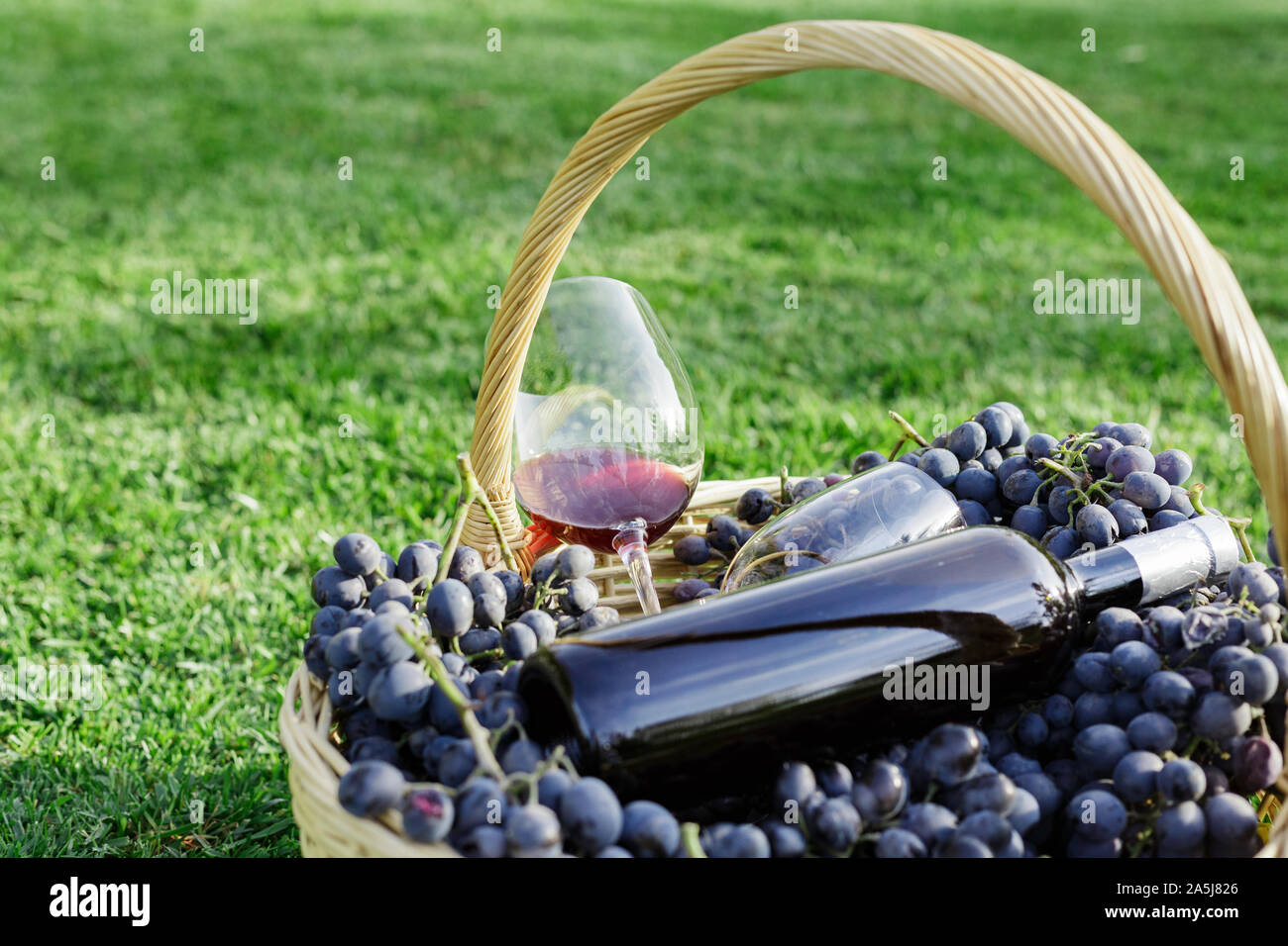Bottle, two glasses of red wine and basket of fresh grape harvest on ...