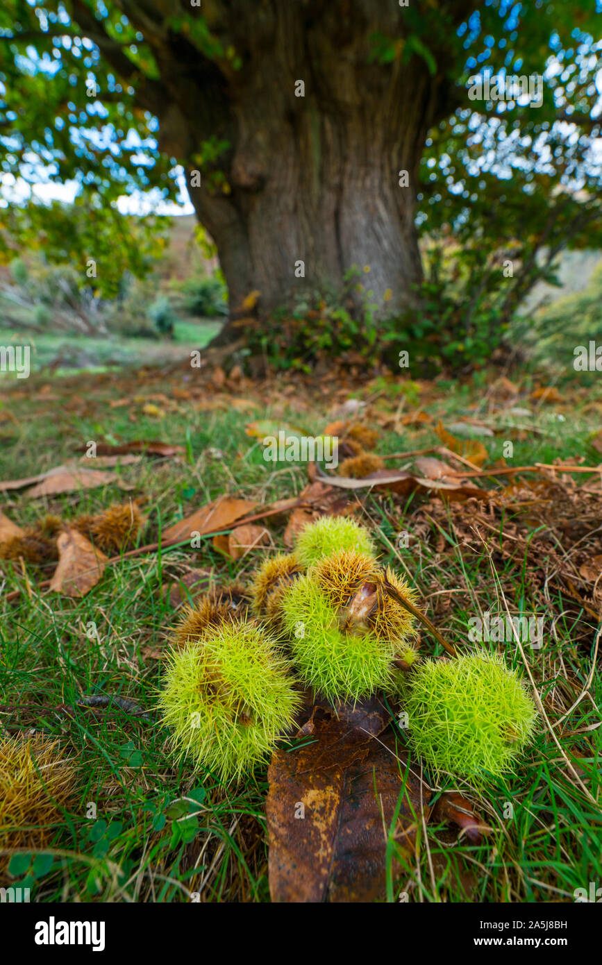 Ancient Chesnut Trees, Pendes, Liébana Valley, Cantabria, Spain, Europe ...