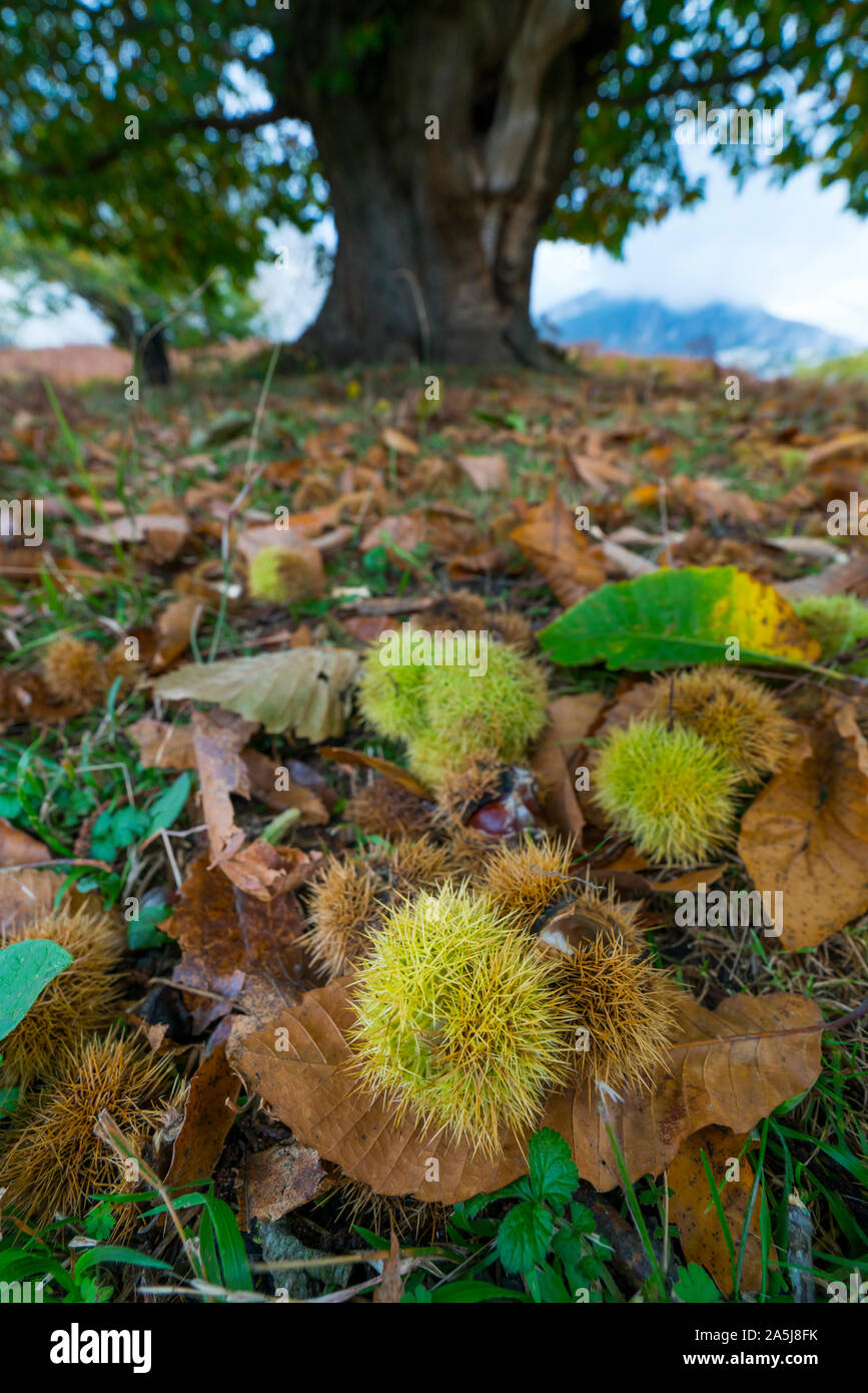 Ancient Chesnut Trees, Pendes, Liébana Valley, Cantabria, Spain, Europe ...