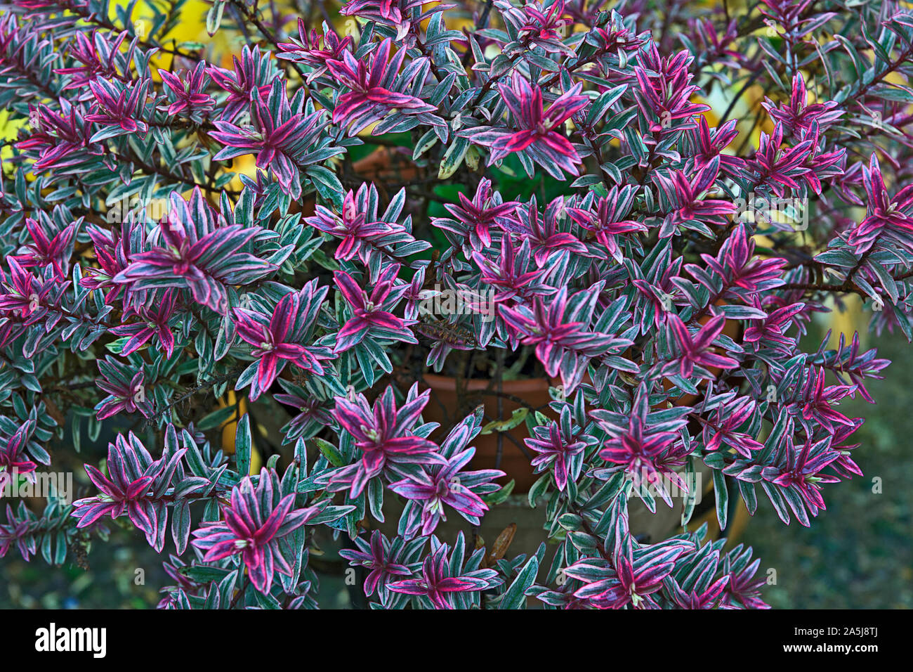 Purple Hebe garden plant Stock Photo - Alamy