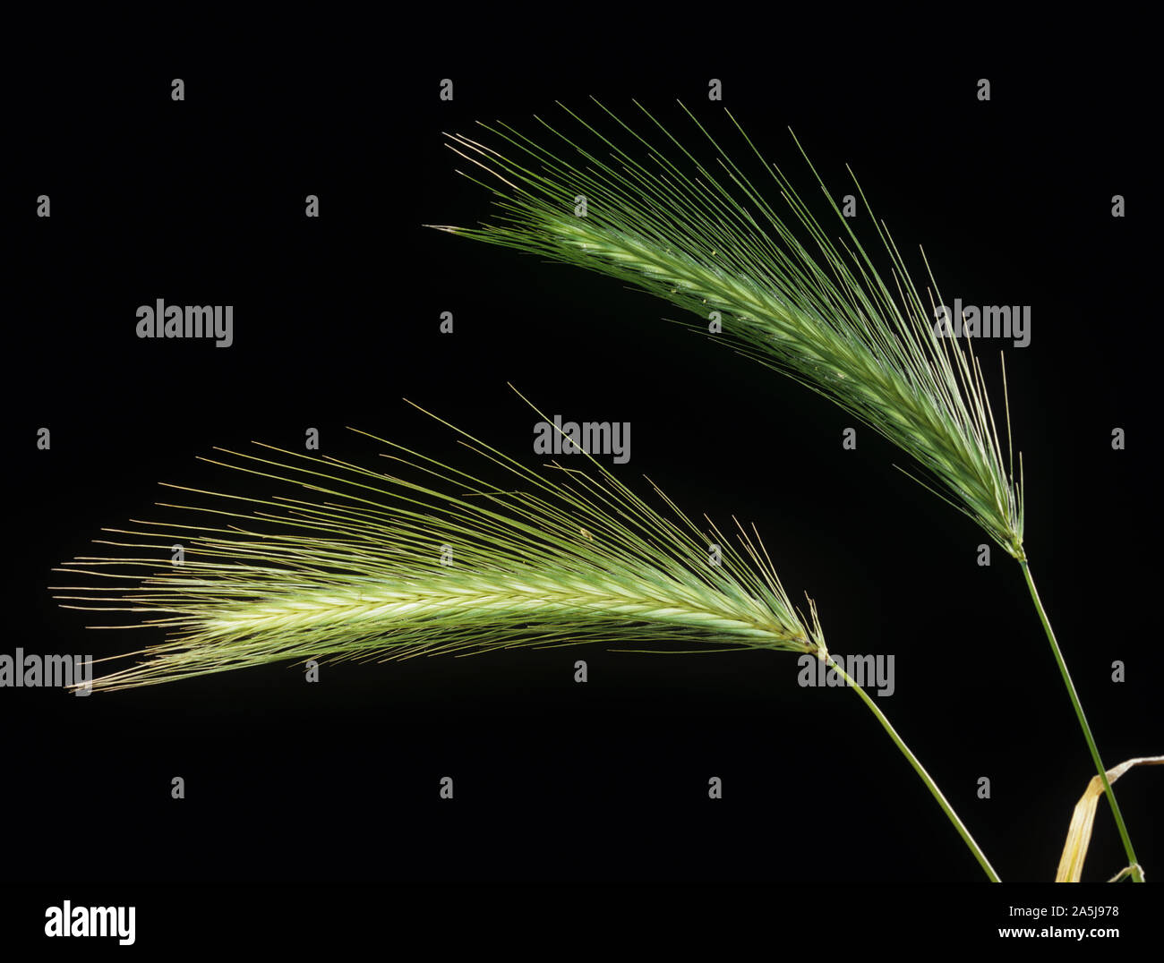 Wall barley or false barley (Hordeum murinum) awned ears against a ...