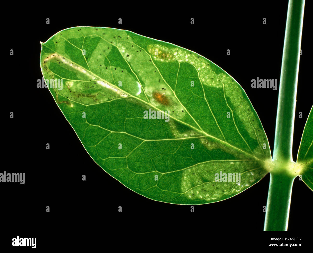 Backlit leaf mines caused by the larva of a leafminer fly (Liriomyza ...