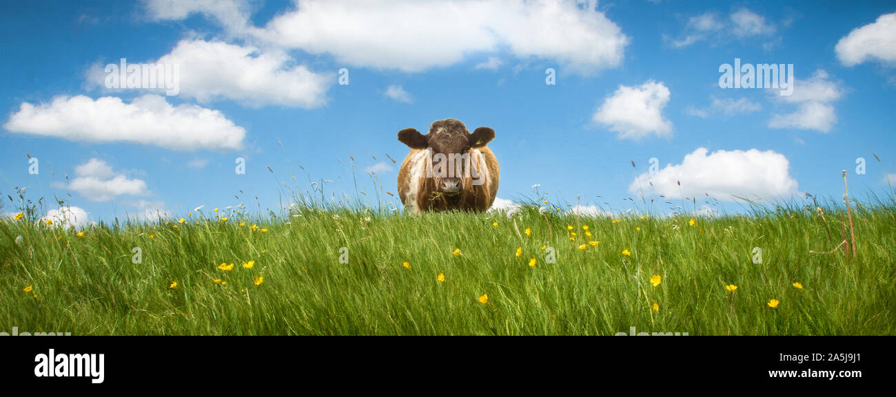 Daisy the cow hi-res stock photography and images - Alamy