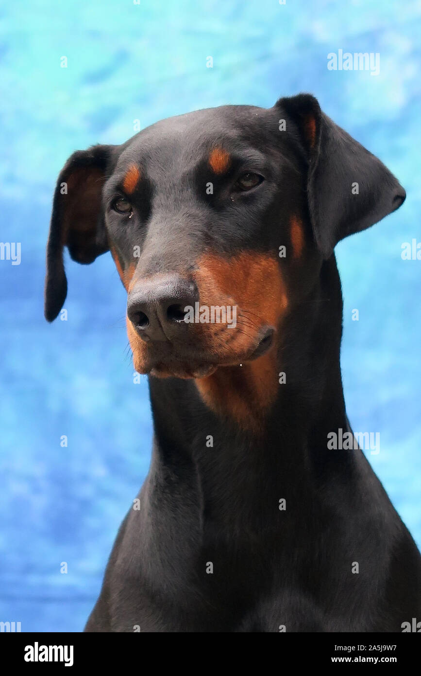 Doberman pinscher dog hunting in hi-res stock photography and images ...
