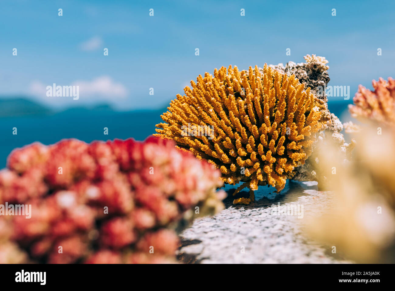 Coral blocks hi-res stock photography and images - Alamy