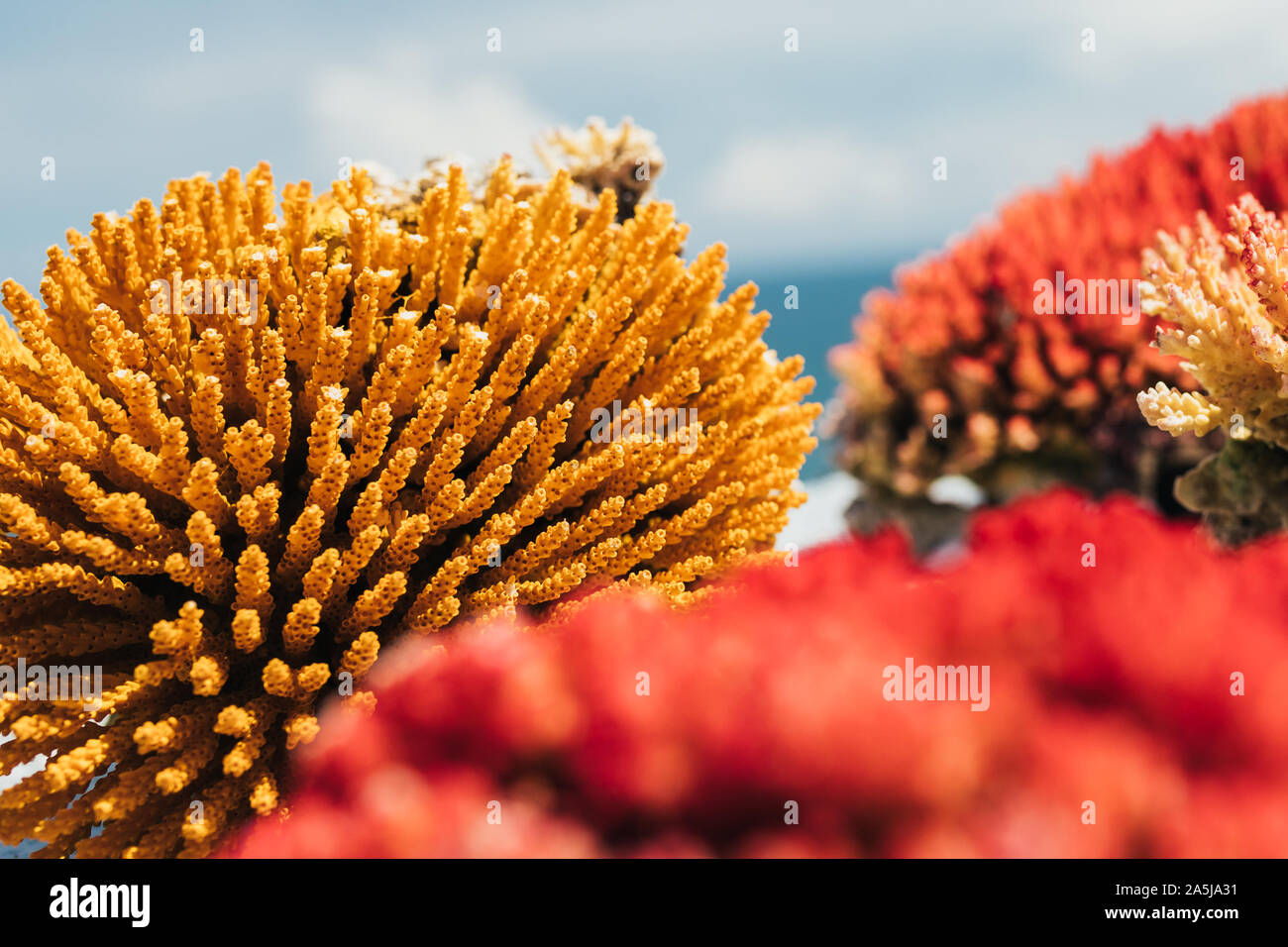 Coral blocks hi-res stock photography and images - Alamy