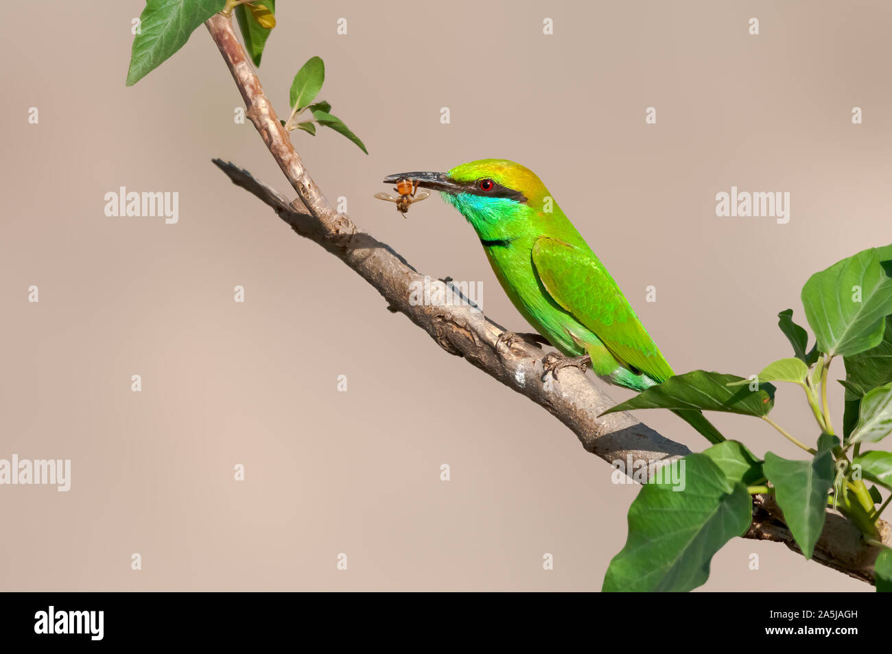 Songbird predator hi-res stock photography and images - Alamy