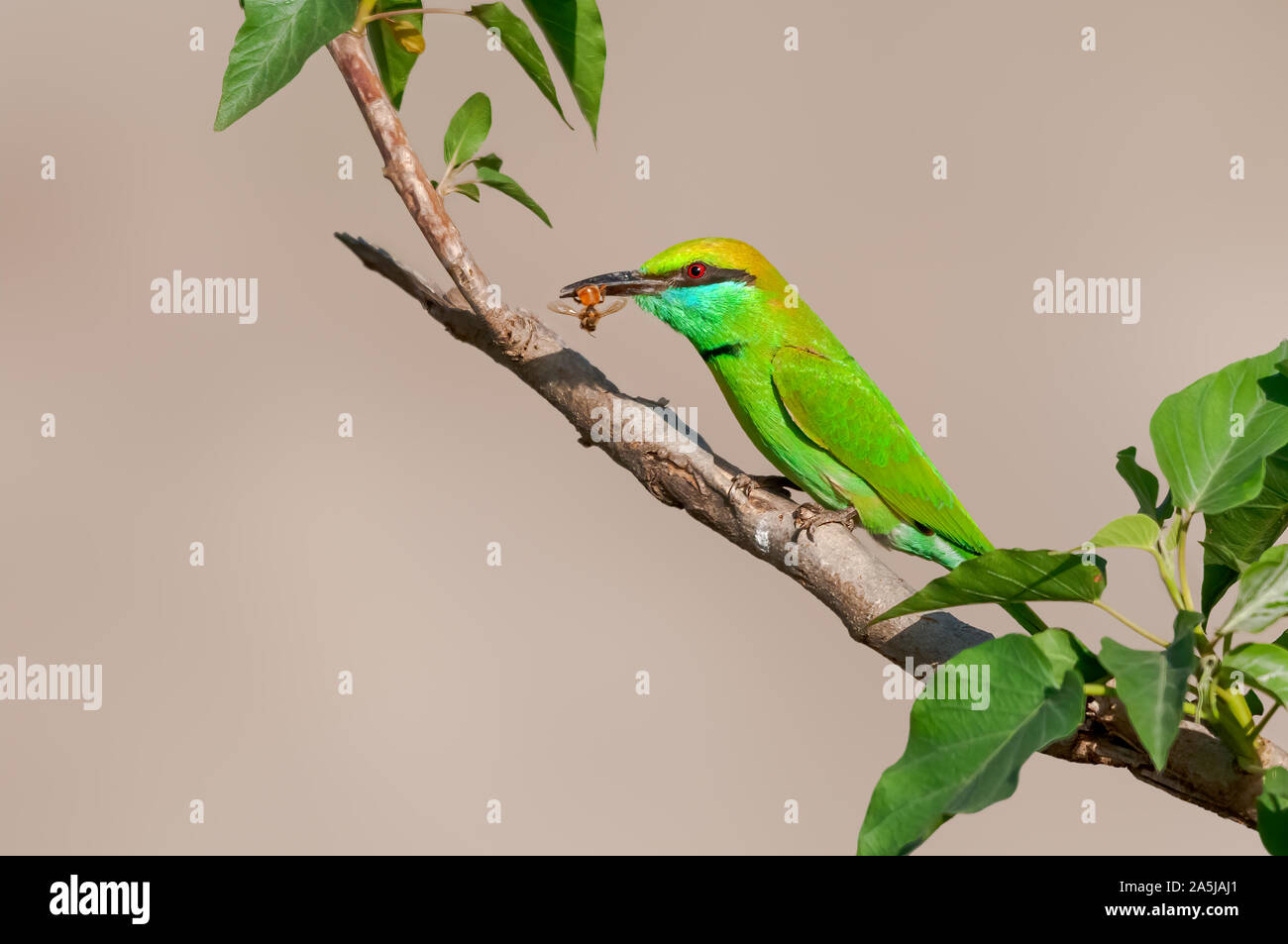 Bird hunting bees hi-res stock photography and images - Alamy