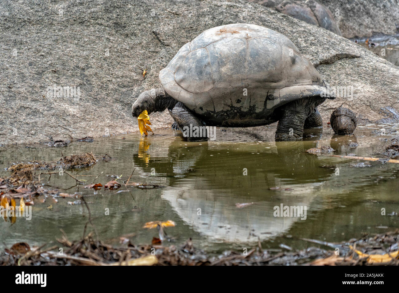 Seychelles island giant turtle portrait Stock Photo - Alamy