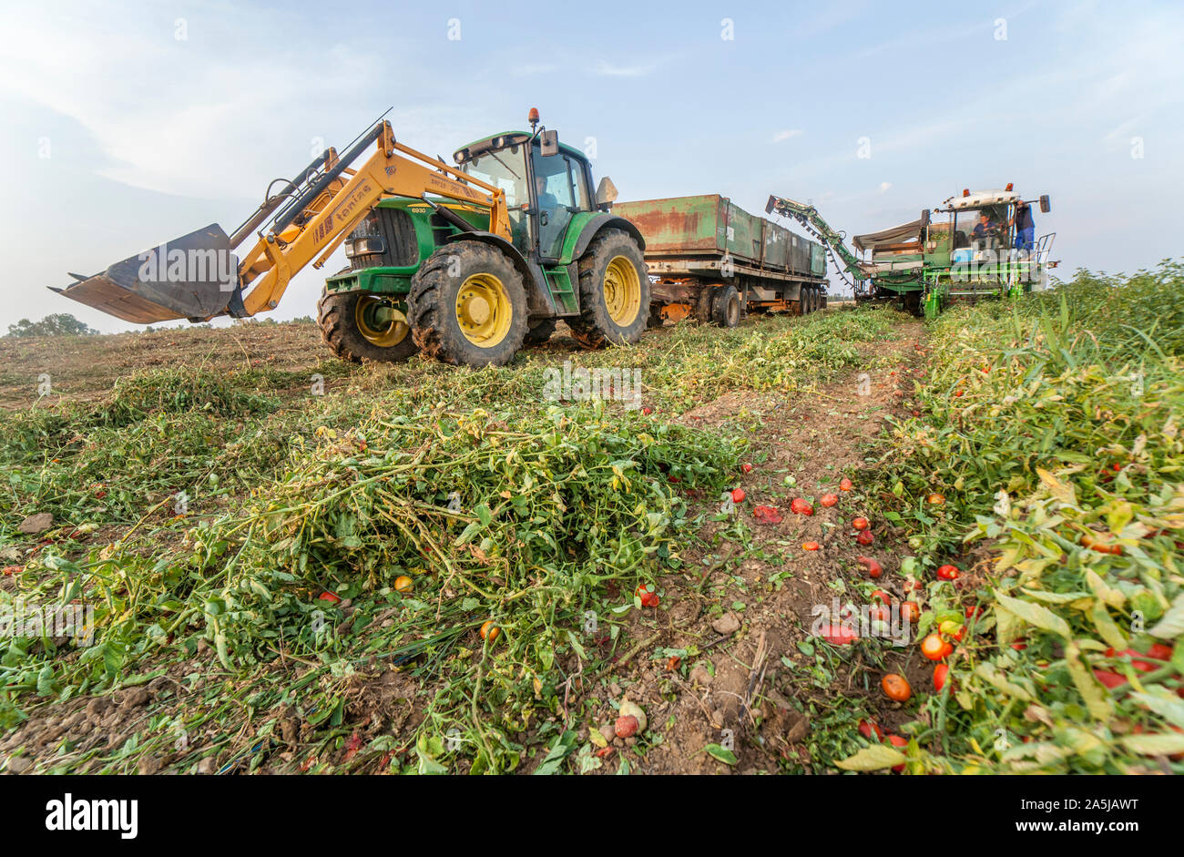 Tomato harvest truck hi-res stock photography and images - Alamy