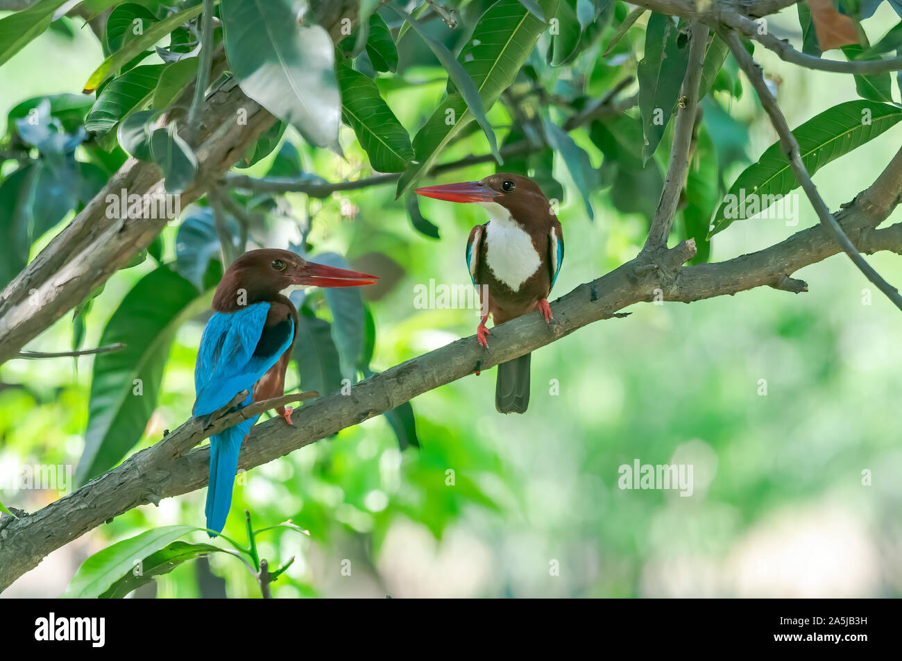 Bird on mango tree hi-res stock photography and images - Alamy