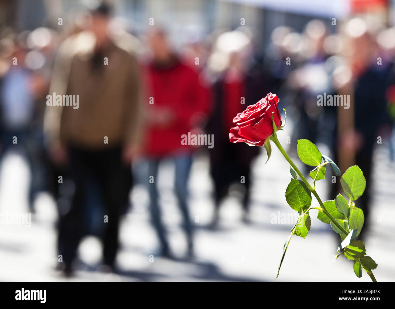 Social democrats rose hi-res stock photography and images - Alamy