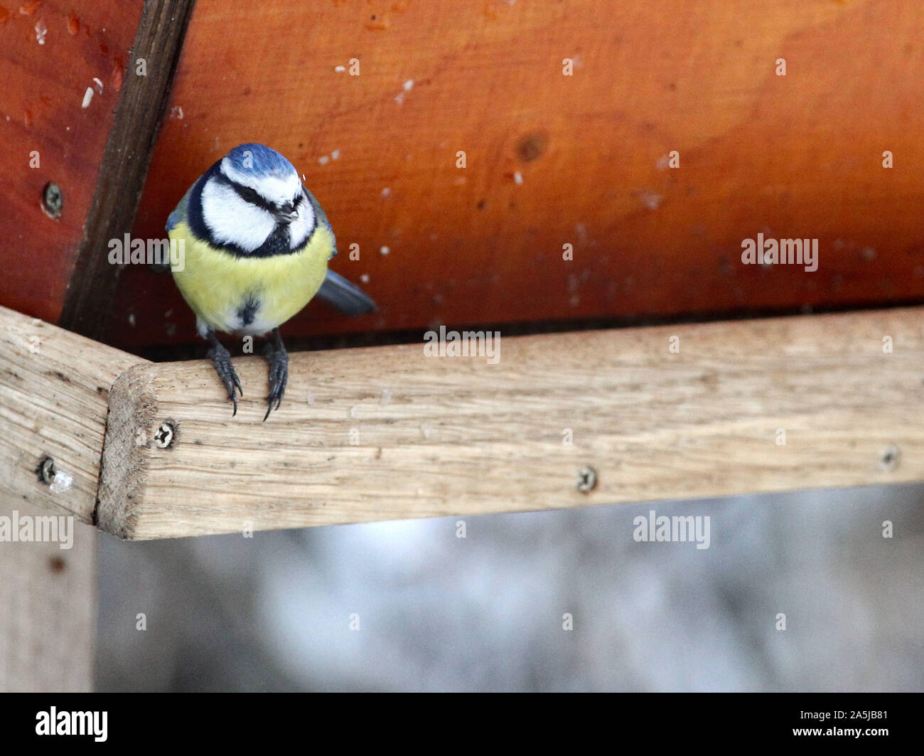The Eurasian blue tit (Cyanistes caeruleus Stock Photo - Alamy