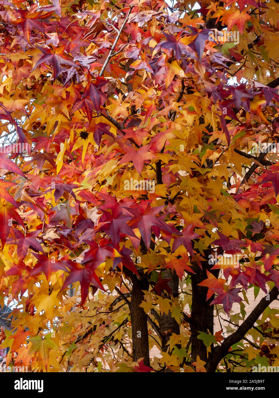 View of chestnut tree with fallen leaves on the lawn in autumn, which ...