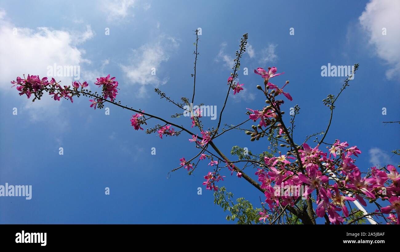 Beautiful iso-kapok flowers and trees in shenzhen, China Stock Photo ...