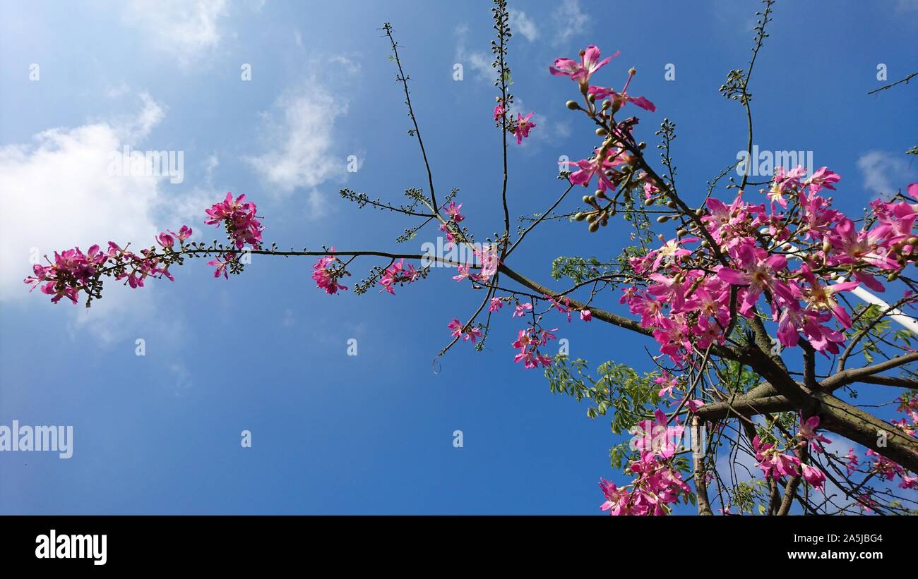 Beautiful iso-kapok flowers and trees in shenzhen, China Stock Photo ...