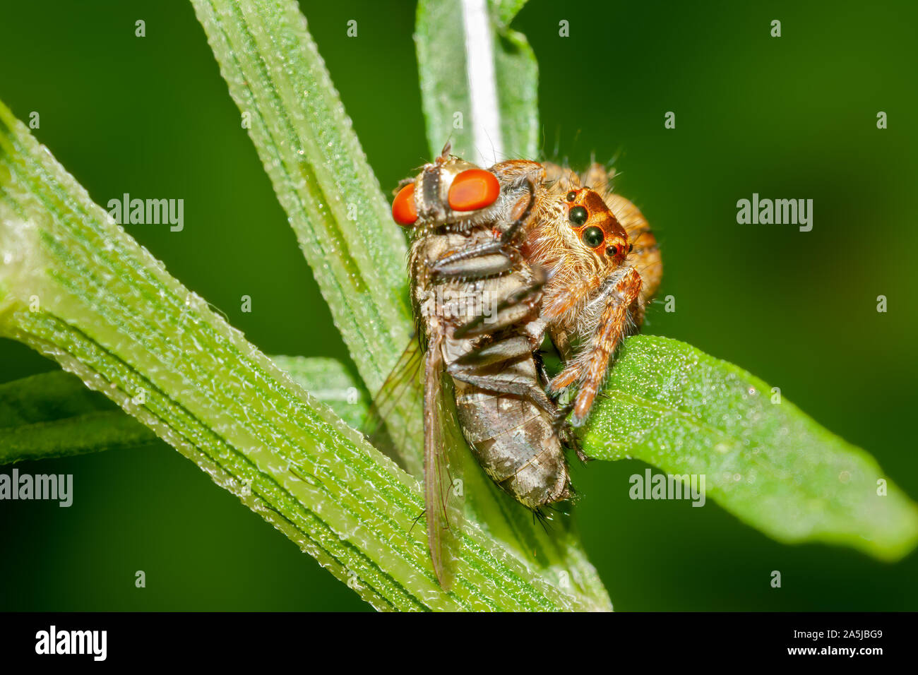 Jumping spider with fly kill on a bush Stock Photo - Alamy