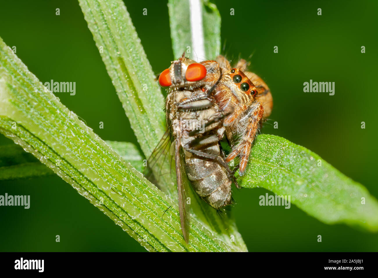 Jumping spider with fly kill on a bush Stock Photo - Alamy