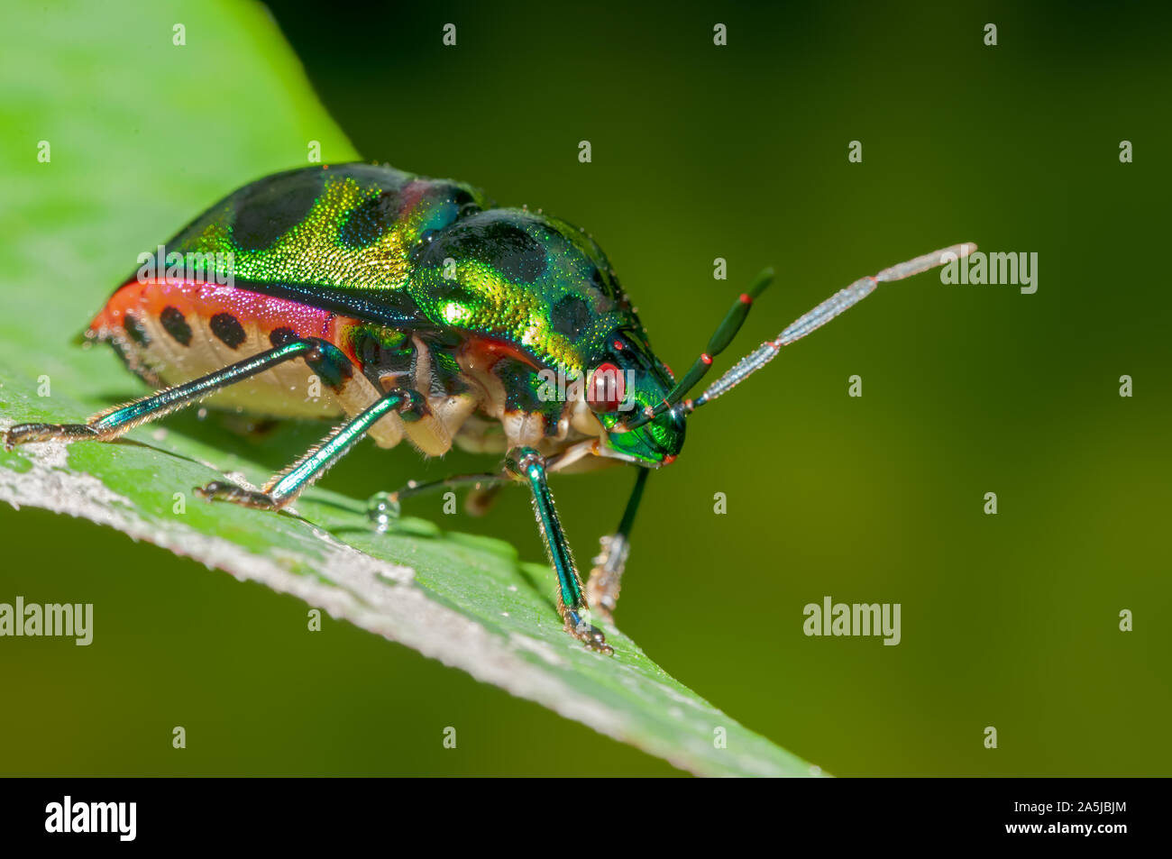 Green jewel bug hi-res stock photography and images - Alamy