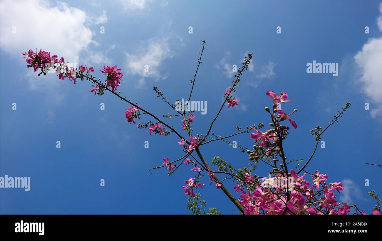 Beautiful iso-kapok flowers and trees in shenzhen, China Stock Photo ...